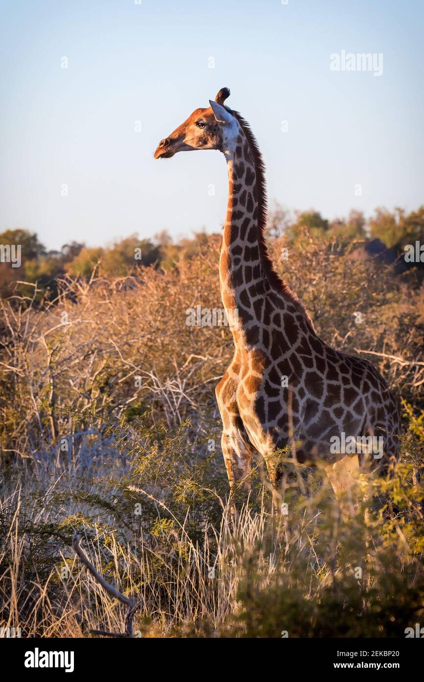 Desmond took this photo of the mother looking strangely forlorn before ...