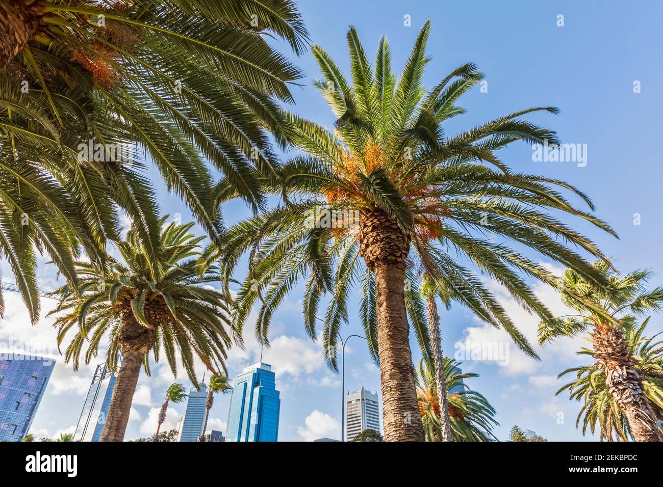 Australia, Oceania, Western Australia, Swan River, Perth, Palm trees ...