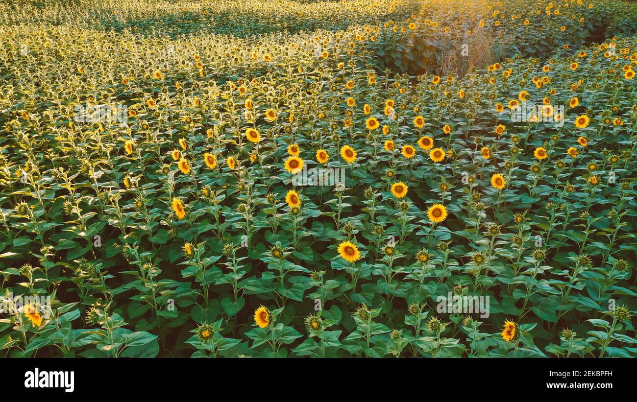 Aerial view of field at sunset Stock Photo - Alamy