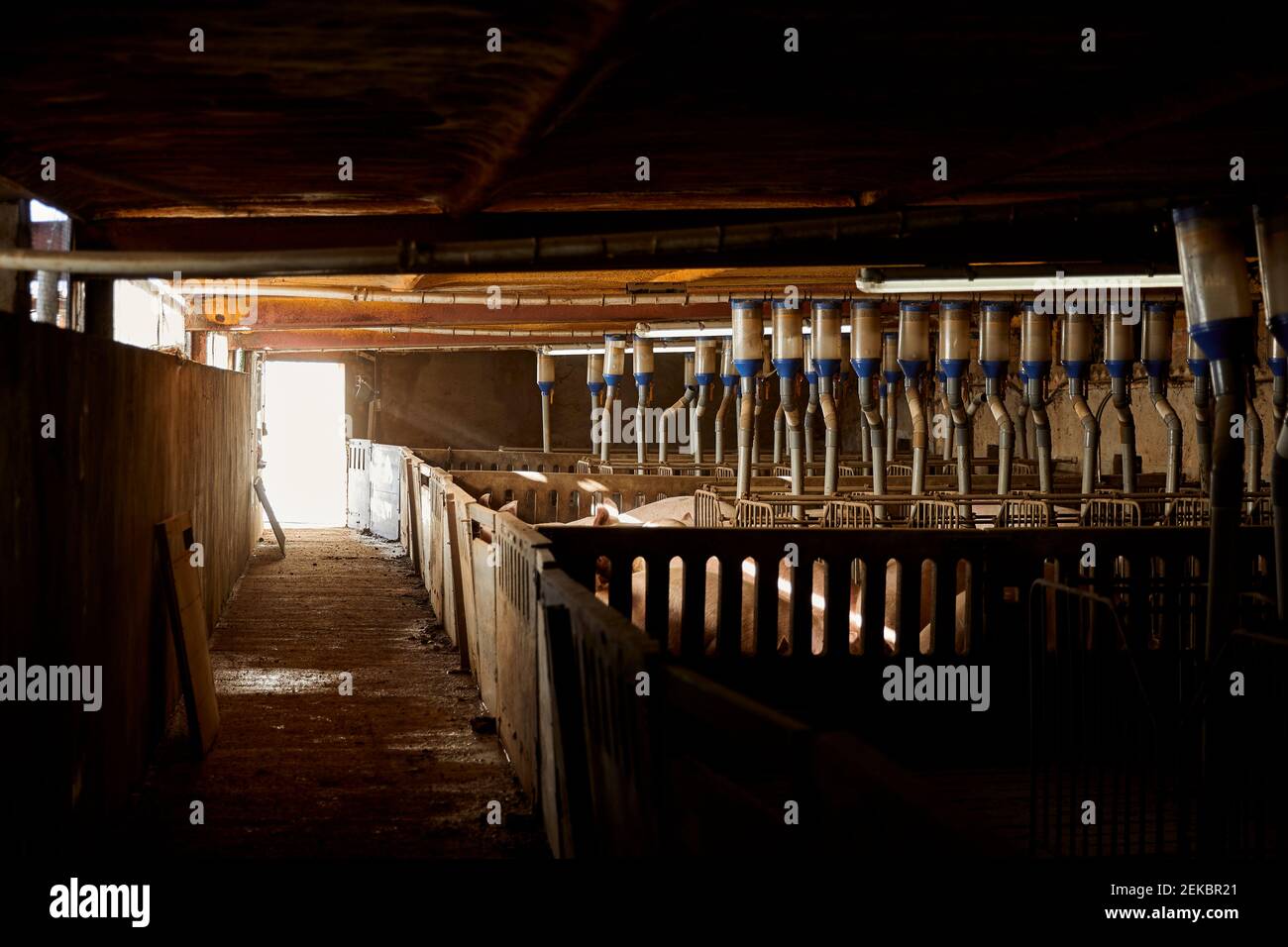 Pigs in barn Stock Photo - Alamy