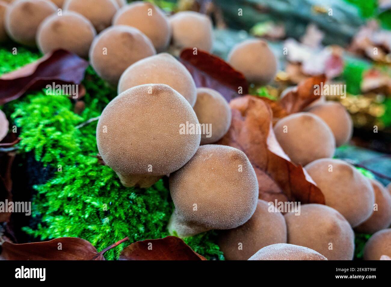 Umber brown puffball hi-res stock photography and images - Alamy