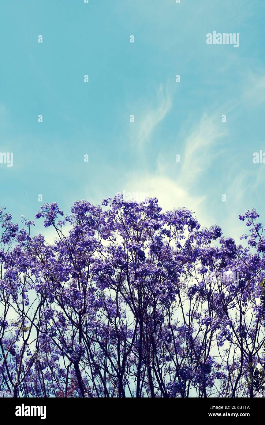 Jacaranda season hi-res stock photography and images - Alamy