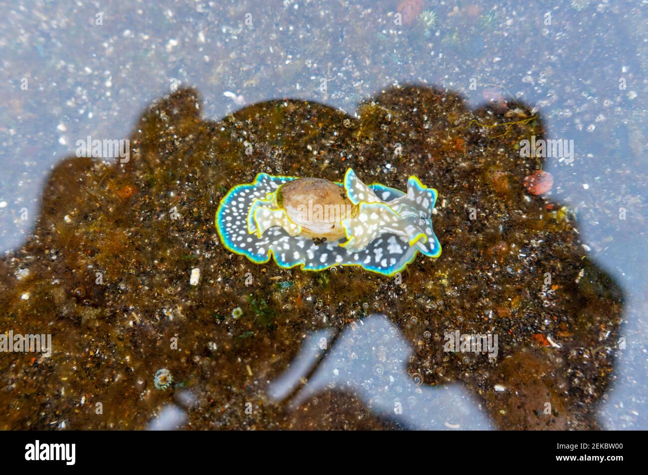 Bladder snail in tide pool Stock Photo - Alamy