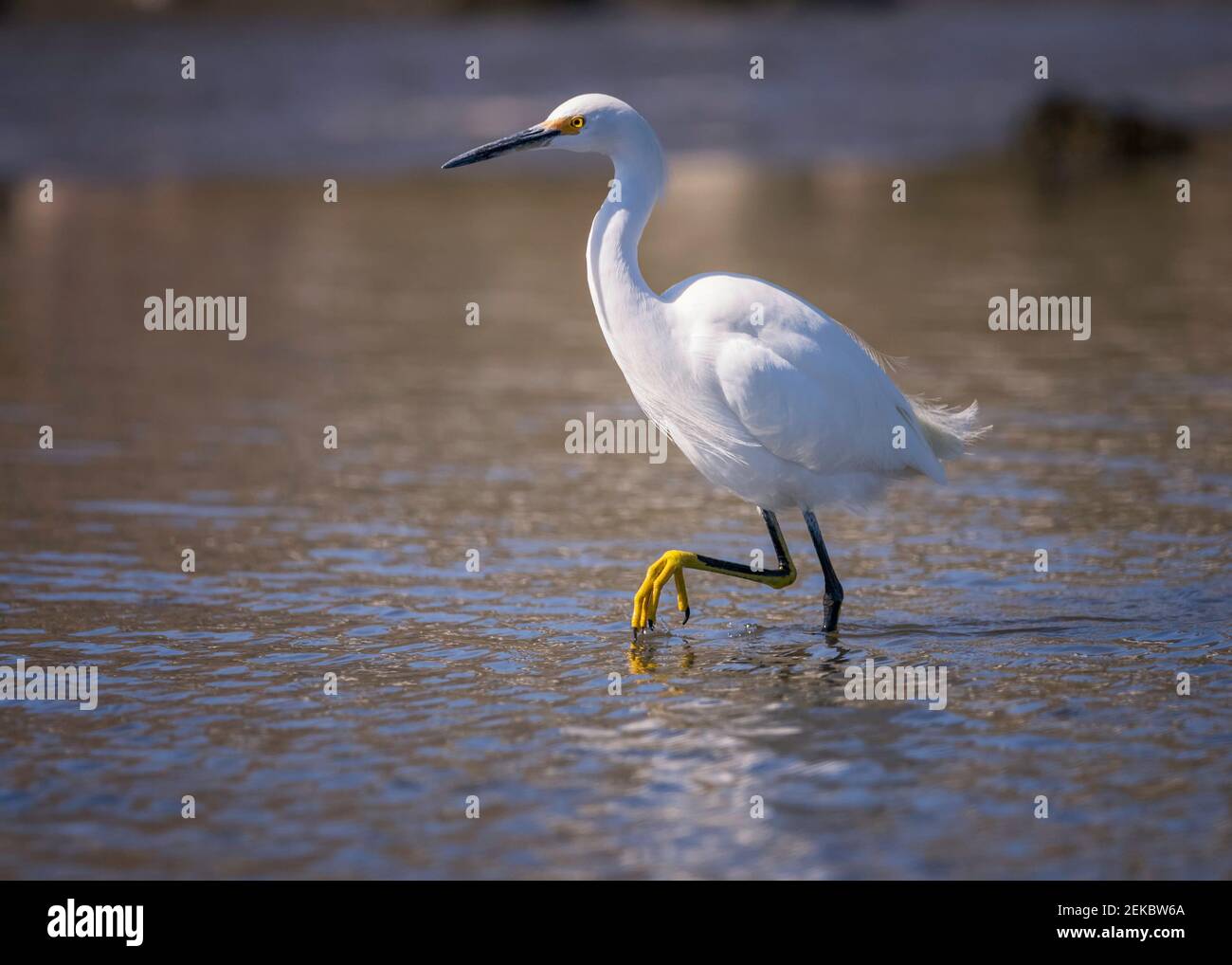 Snowy Egret (Egretta thula) Malibu Lagoon SB, Malibu, CA Stock Photo ...