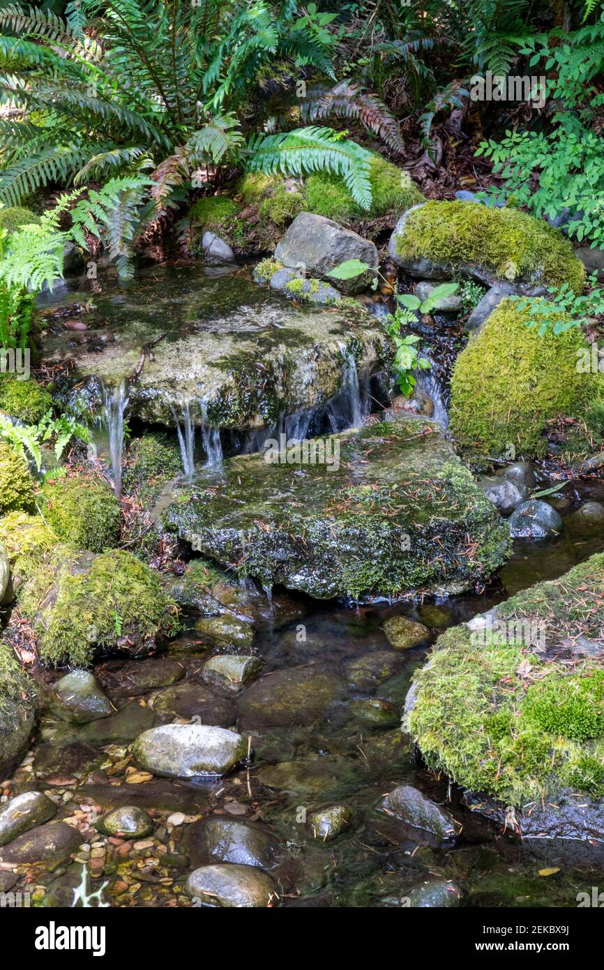 Issaquah, Washington, USA. Cascading waterfall over moss-covered rocks ...