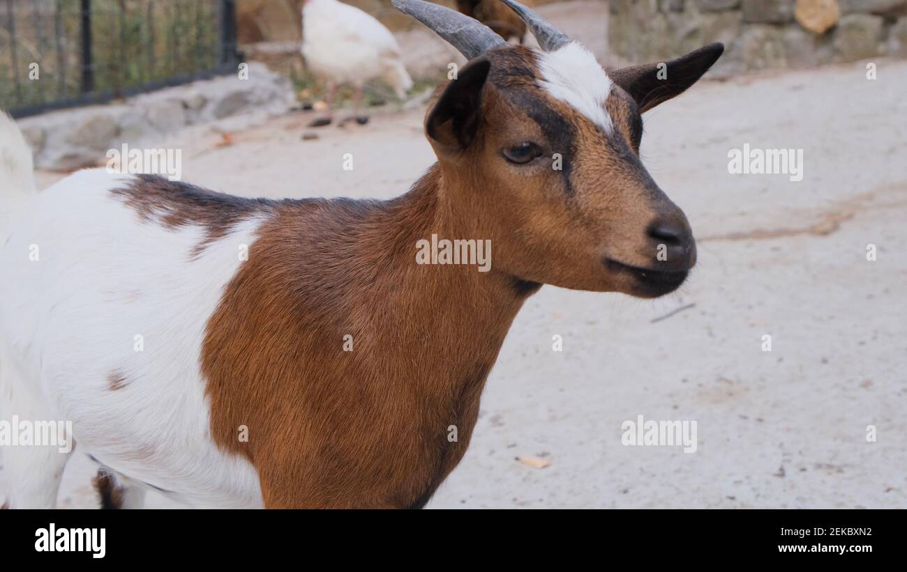 Adult white goat eating grass hi-res stock photography and images - Alamy