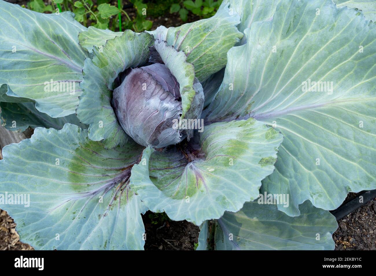 6 8 inch hi-res stock photography and images - Alamy