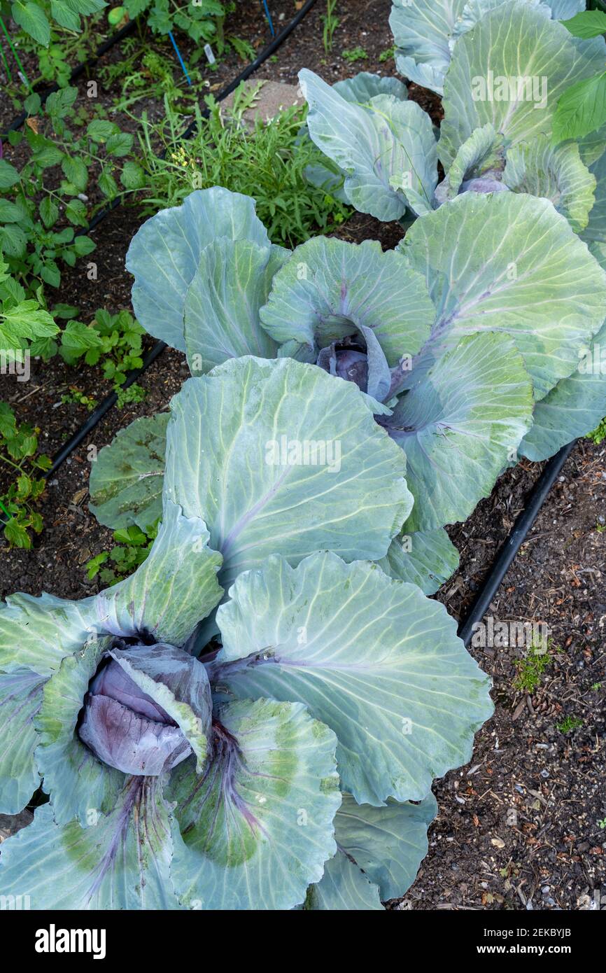 6 8 inch hi-res stock photography and images - Alamy