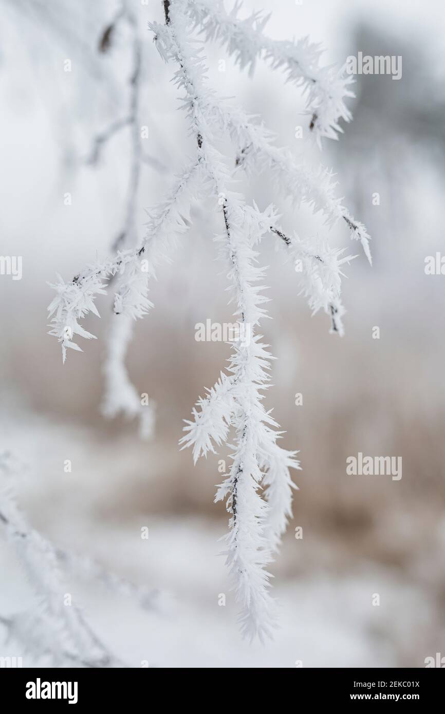 Snow on plants hi-res stock photography and images - Alamy