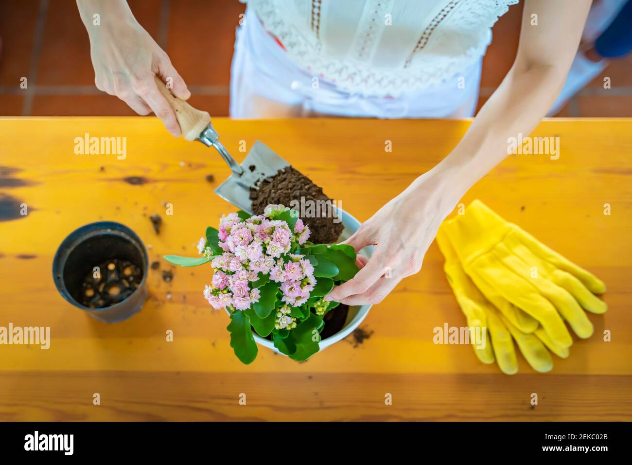 Female putting soil in flower pot at table Stock Photo - Alamy
