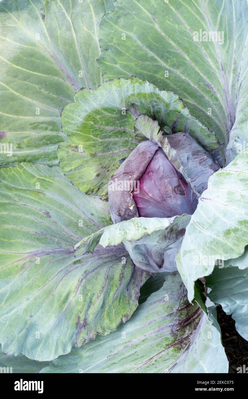 6 8 inch hi-res stock photography and images - Alamy