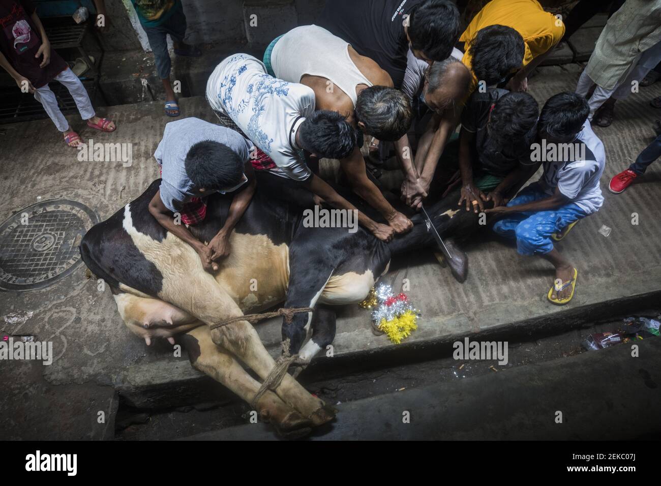 Muslim devotees prepare an ox for slaughter during the Eid al-Adha, the ...
