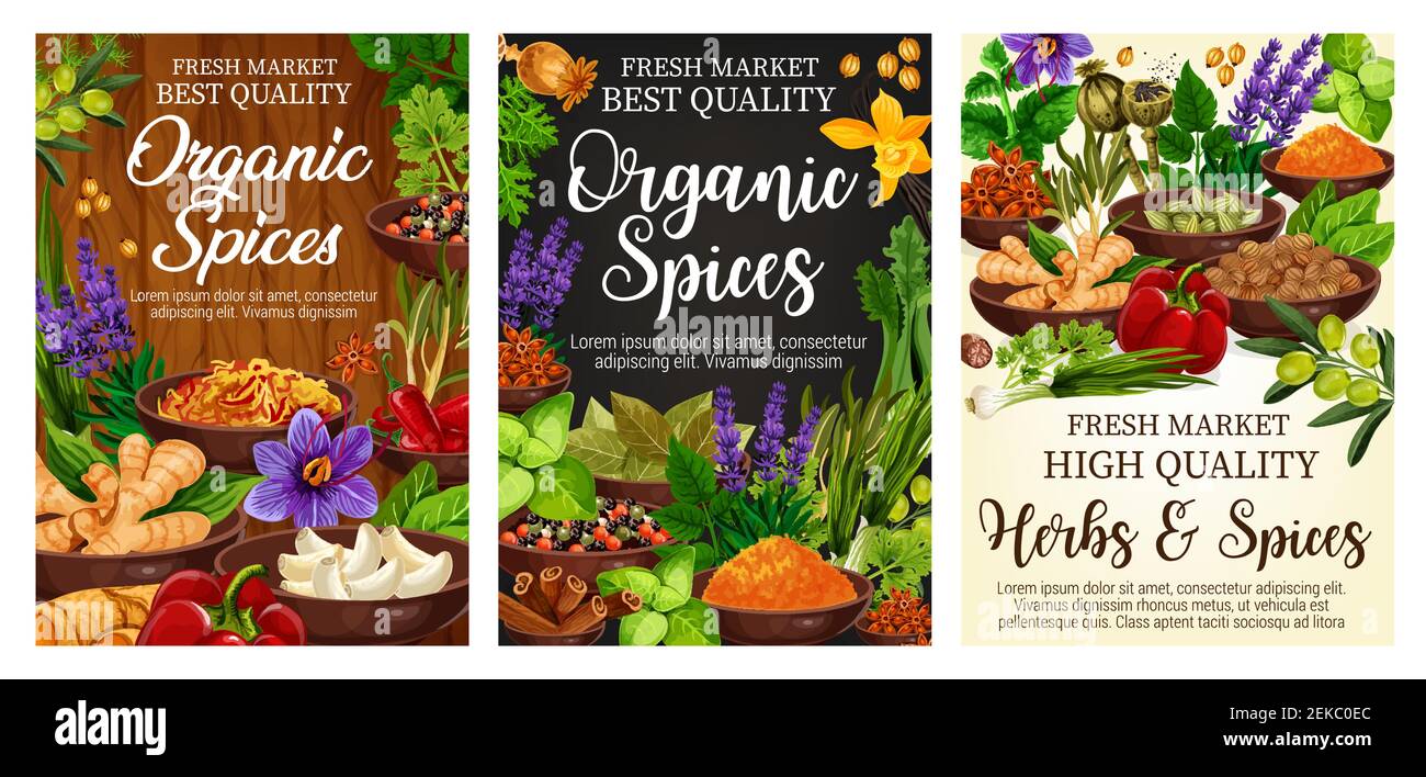 Spices and green herbs vector poster of organic vegetable seasonings ...
