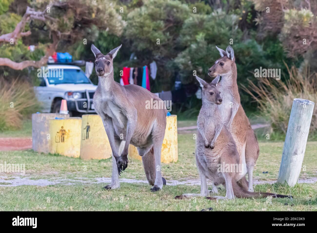 Australia, Western Australia, Windy Harbour, Three red kangaroos ...