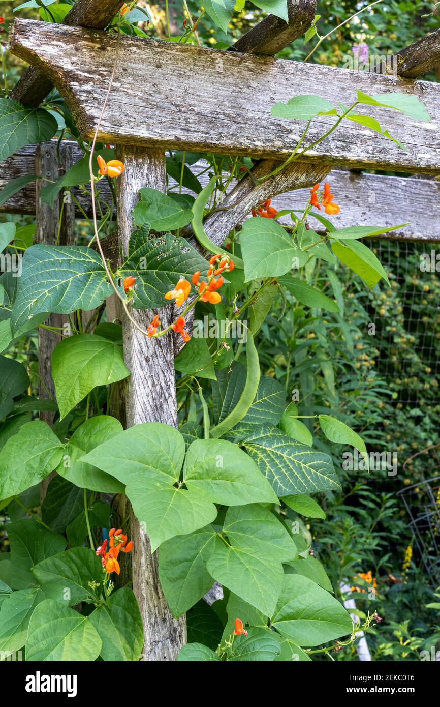 Issaquah, Washington, USA. Scarlet Runner beans growing on a trellis ...