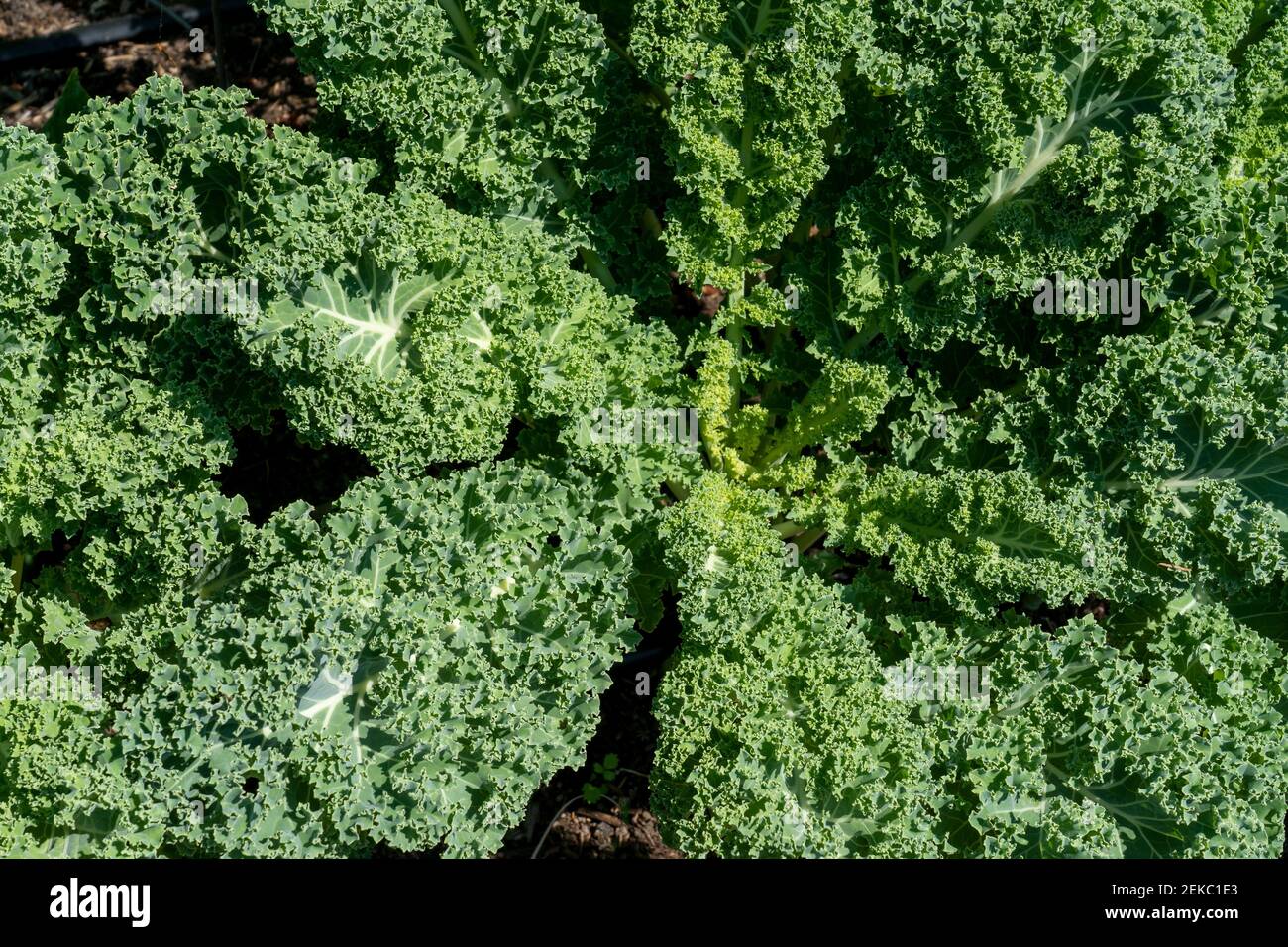 Issaquah, Washington, USA. 'Sno Bor' Kale plant grows into open fans of ...