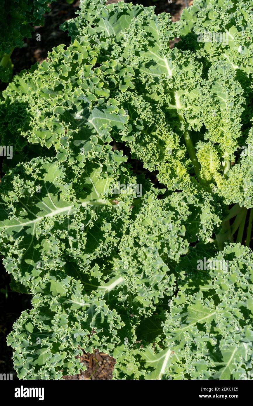 Bor hi-res stock photography and images - Alamy