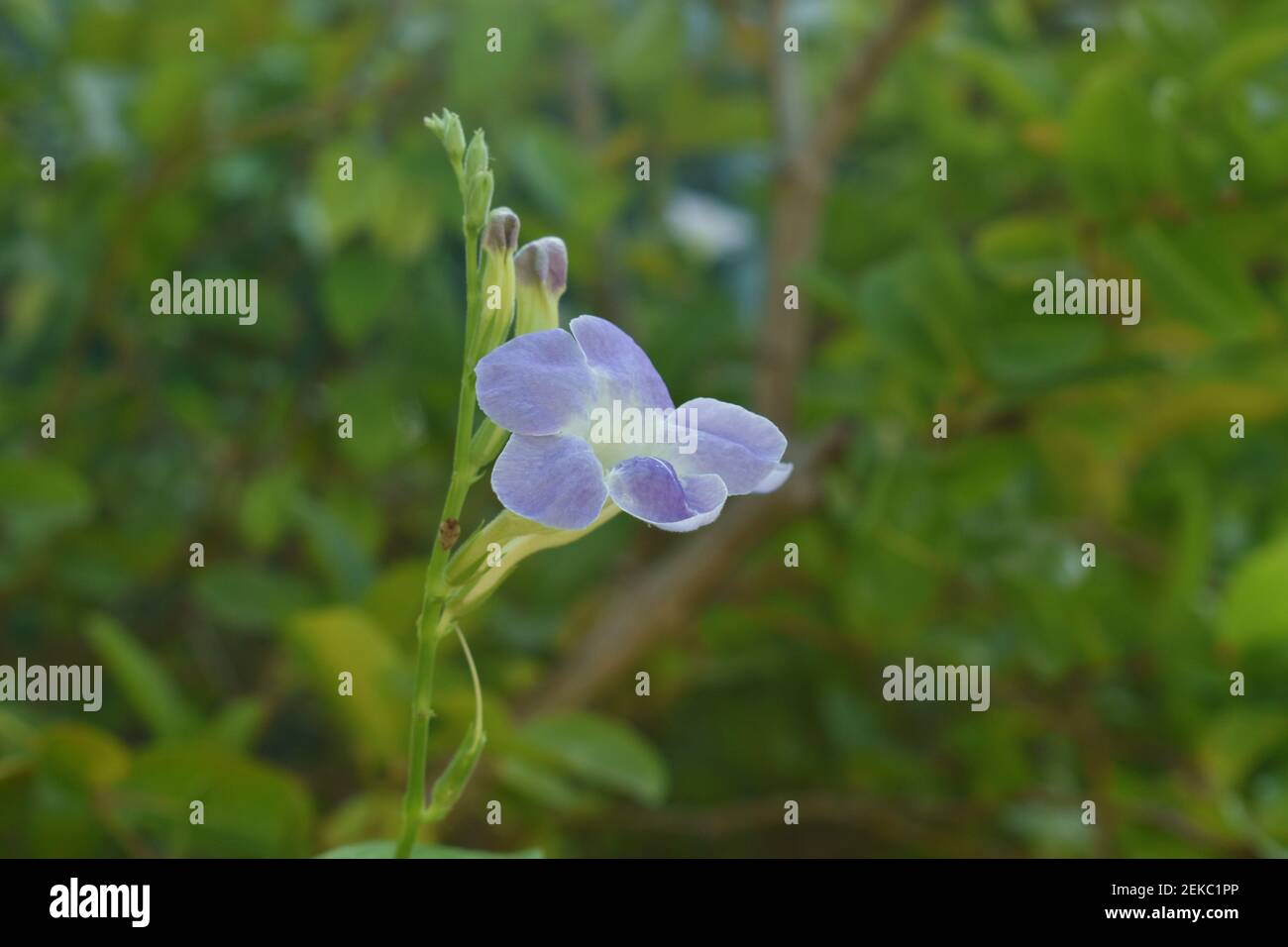 flower of centipede plant in backyard garden Stock Photo - Alamy