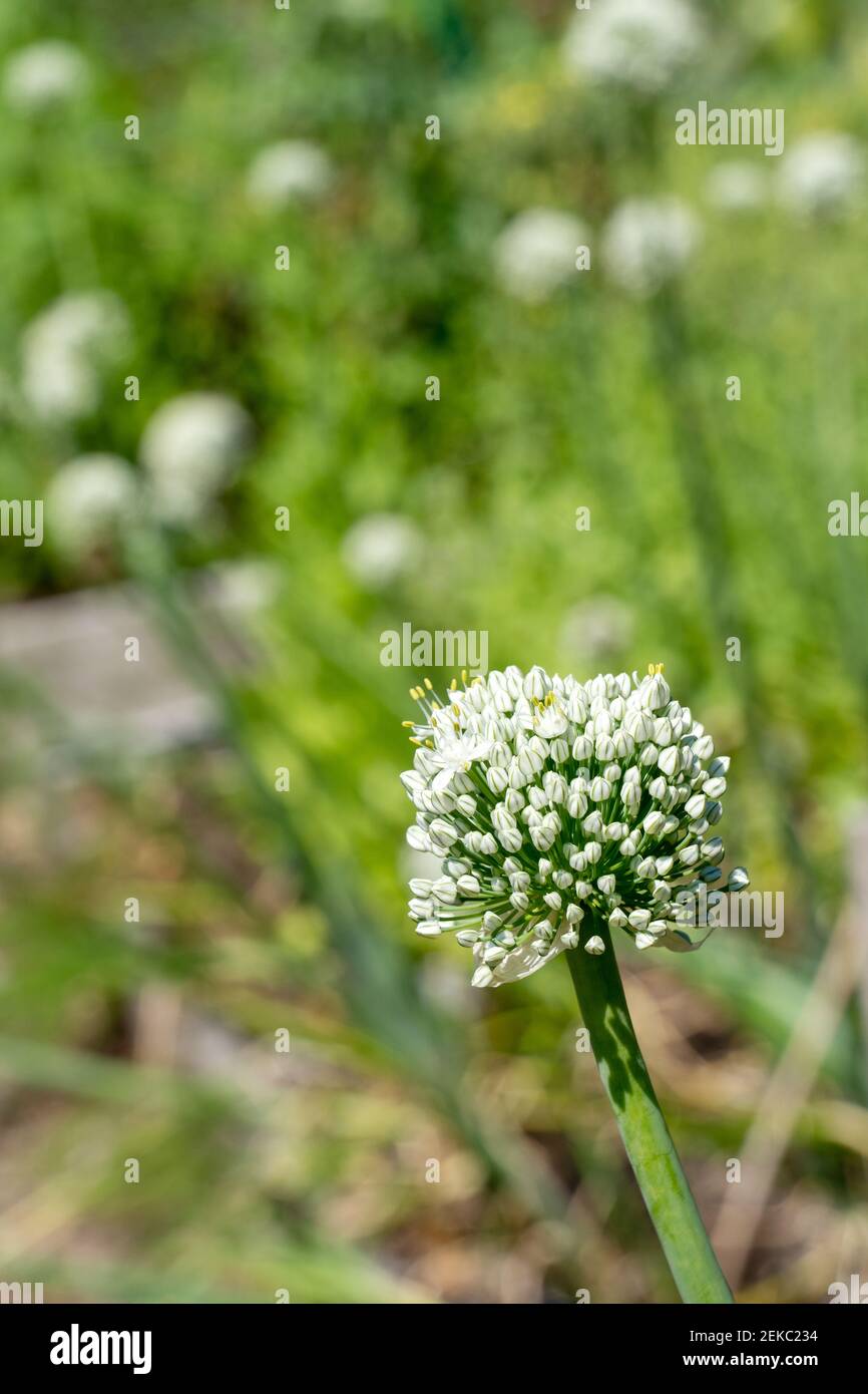 Bolting onions hi-res stock photography and images - Alamy