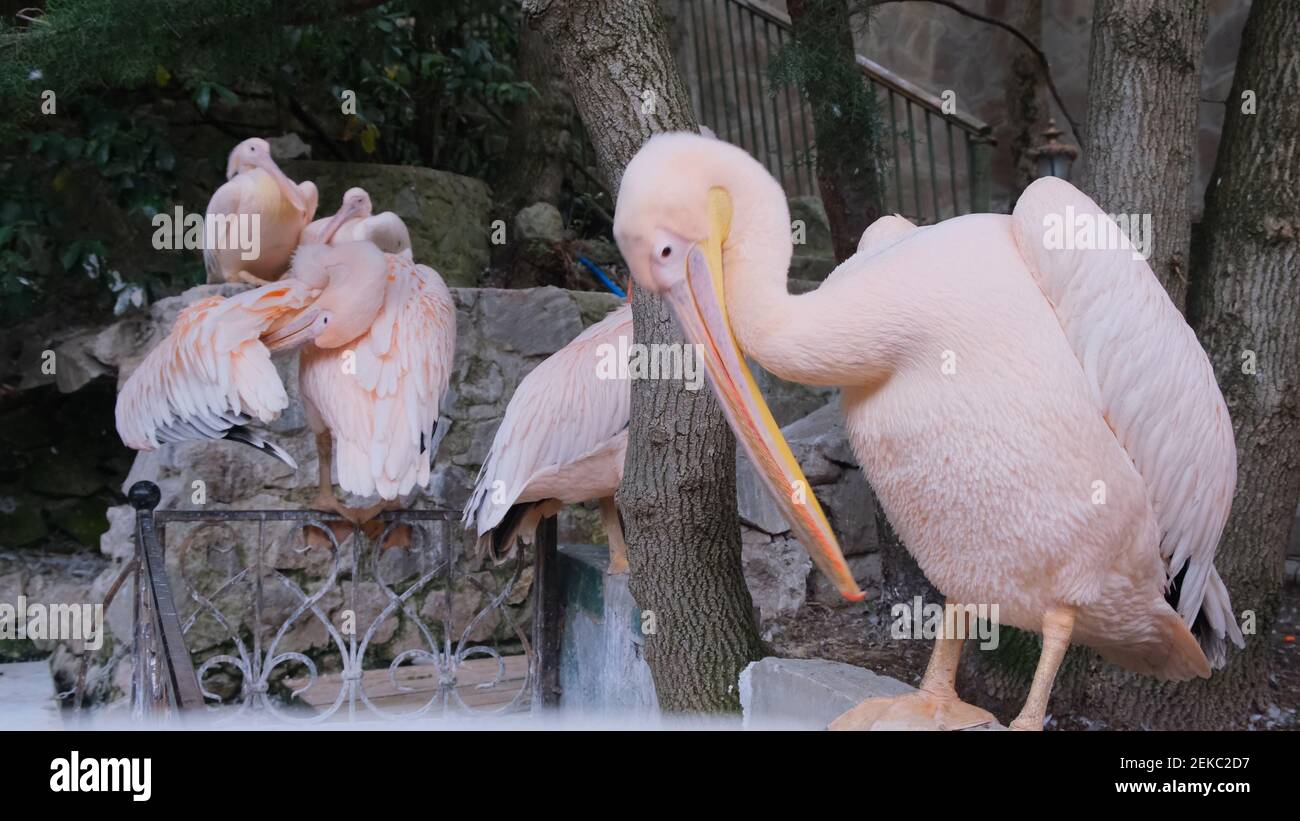 Pathos zoo hi-res stock photography and images - Alamy