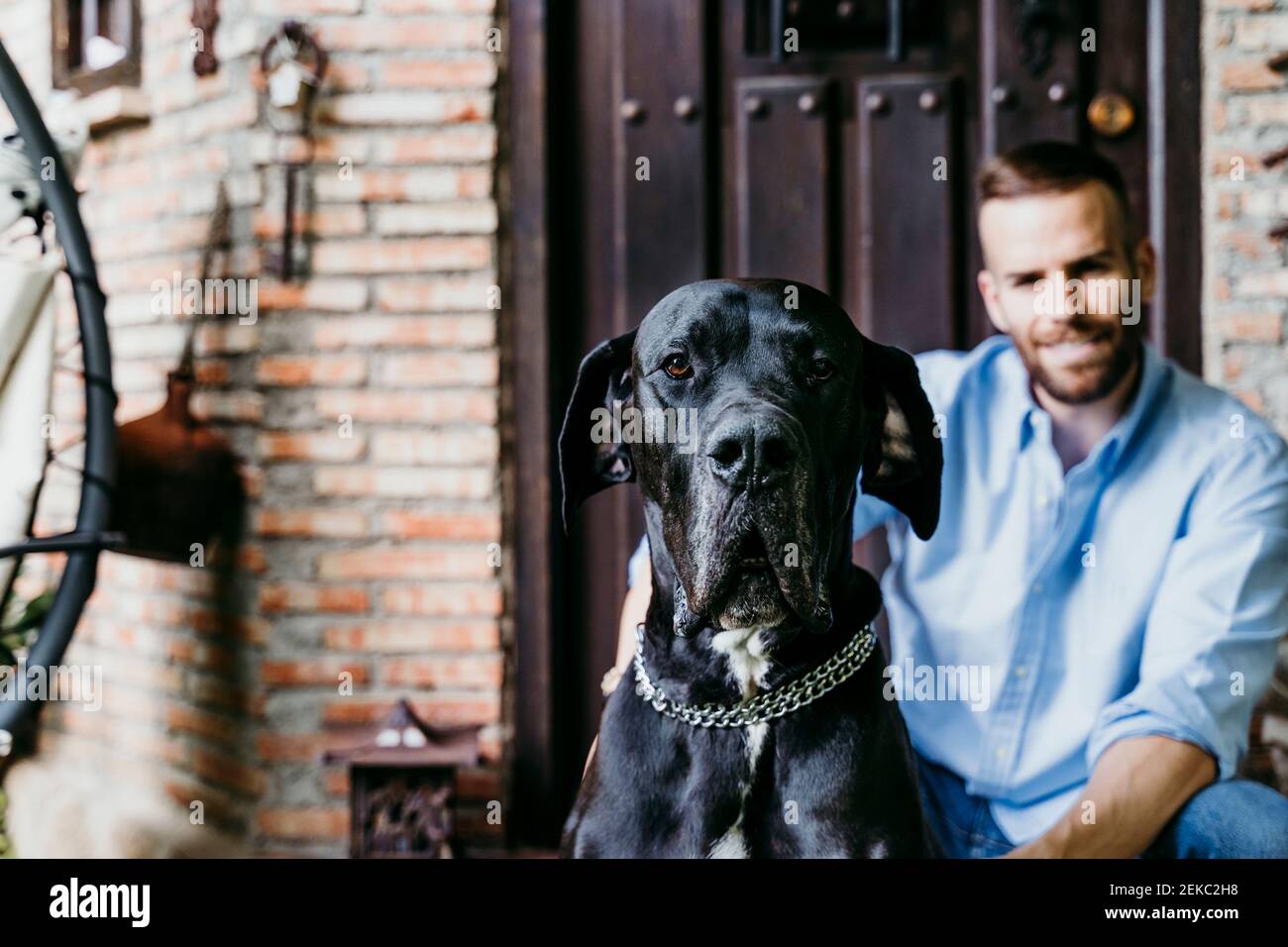 Young man sitting on terrace with Great Dane dog Stock Photo - Alamy