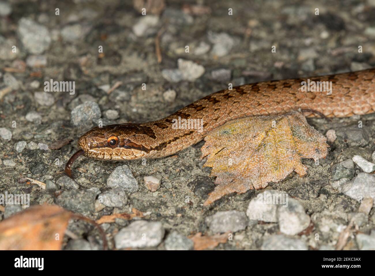 Rock adder hi-res stock photography and images - Alamy