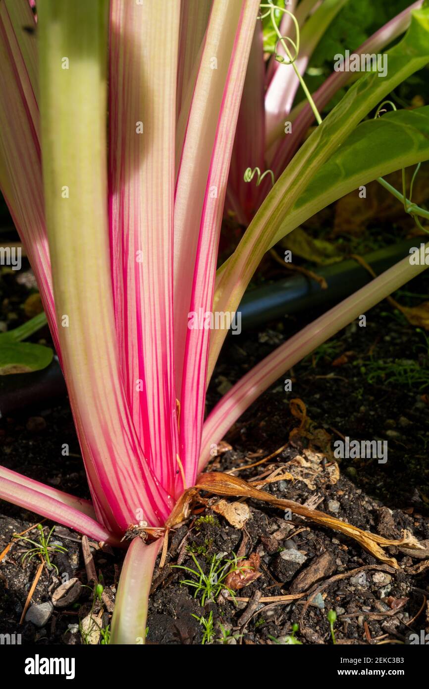 Issaquah, Washington, USA. Peppermint Swiss Chard plant. Dark green ...