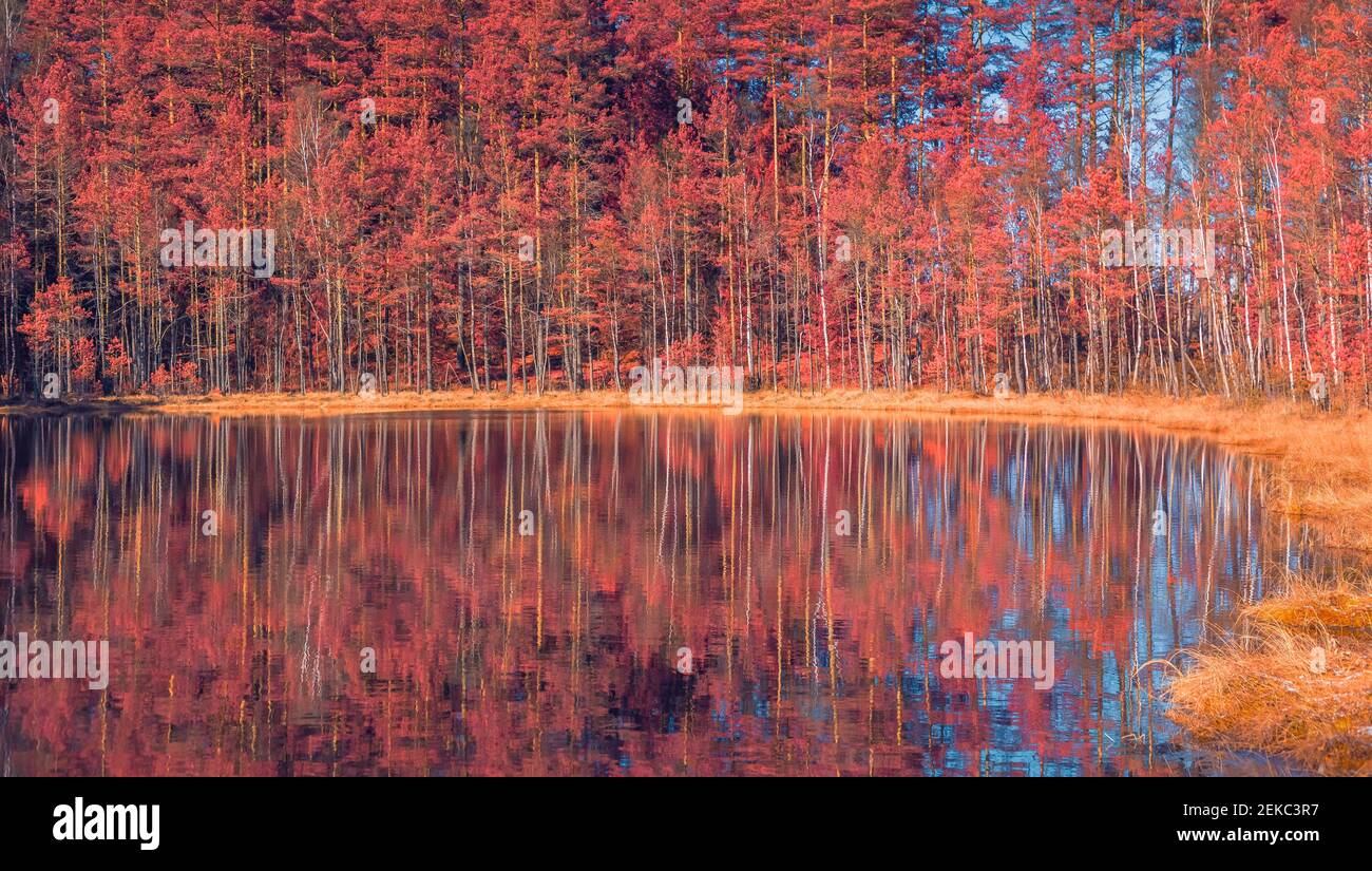 Fantasy forest with lake, red color trees Stock Photo - Alamy