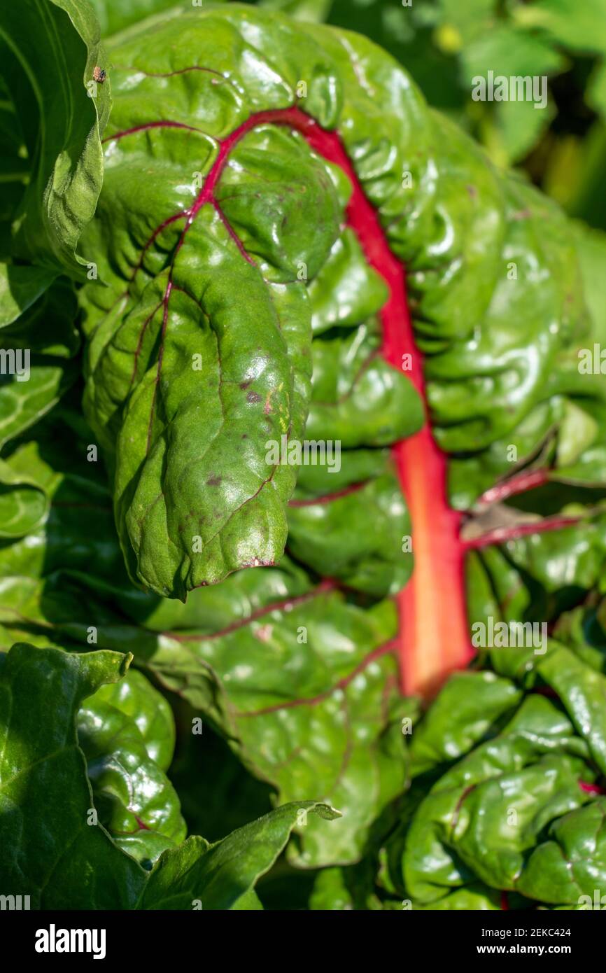 Ruby Red Swiss Chard plant It is an heirloom swiss chard that is ...