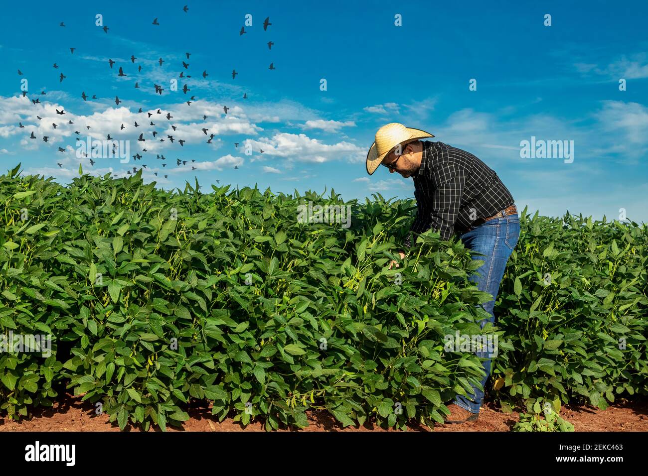 Engineer inspecting soil hi-res stock photography and images - Alamy