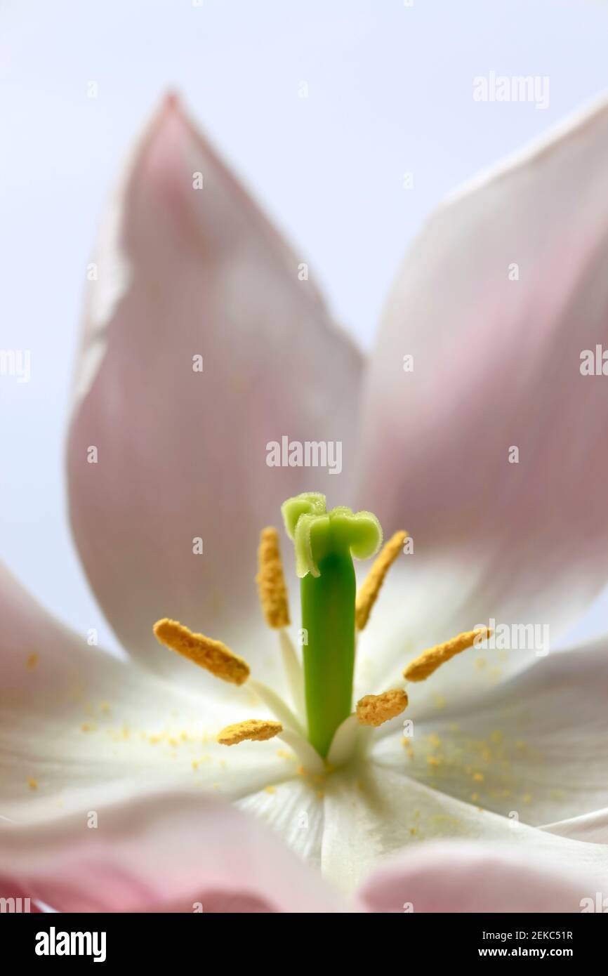 Stamens and pollen of blooming tulip Stock Photo - Alamy
