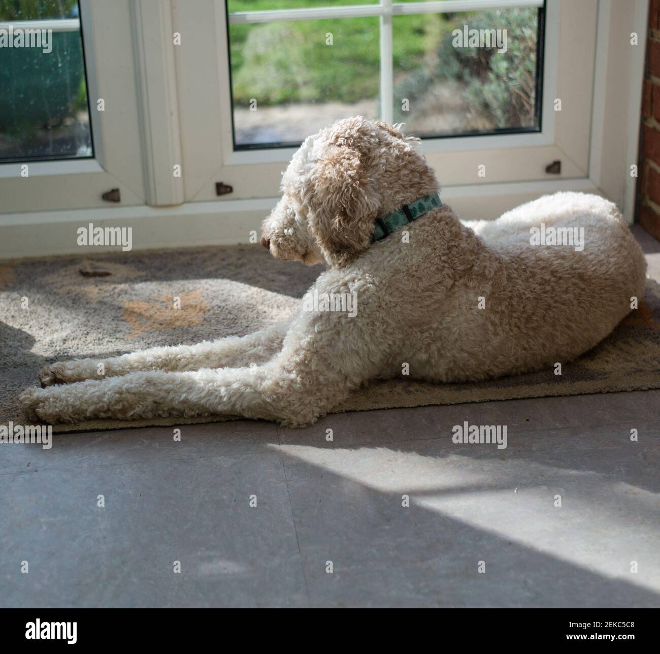 Standard Poodle lying on a mat enjoying the sun Stock Photo - Alamy