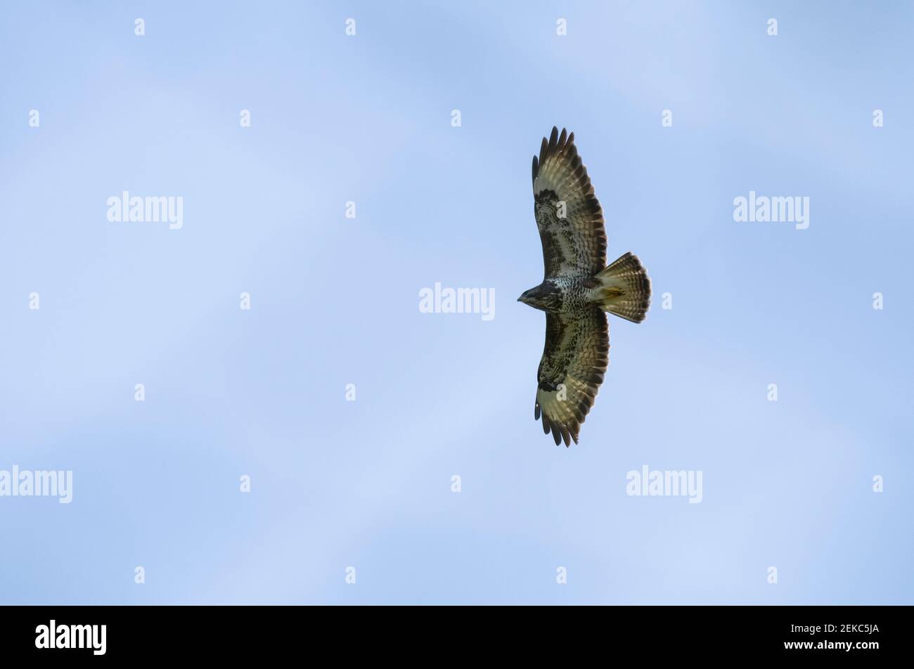 Buzzard flying hi-res stock photography and images - Alamy