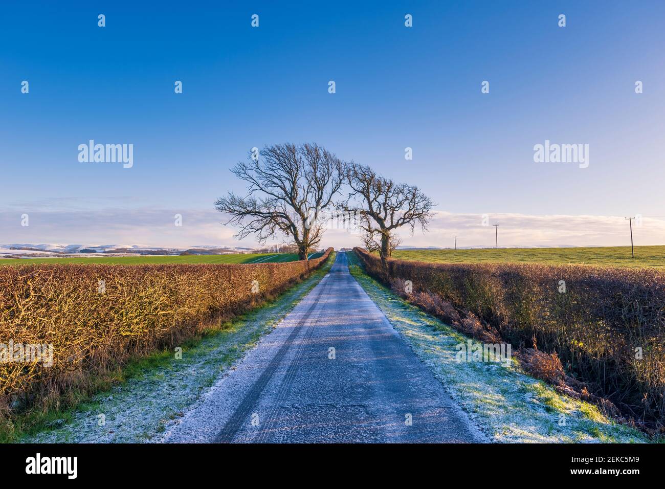 Kissing trees over road hi-res stock photography and images - Alamy
