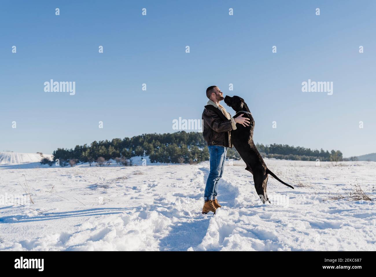 Blue great dane dog hi-res stock photography and images - Alamy