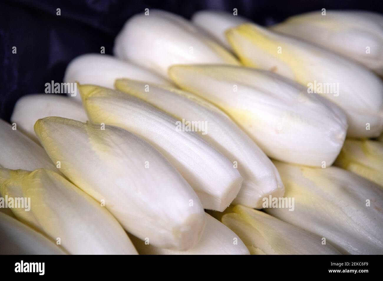 Locally grown endives are seen at the underground urban farm La Caverne ...