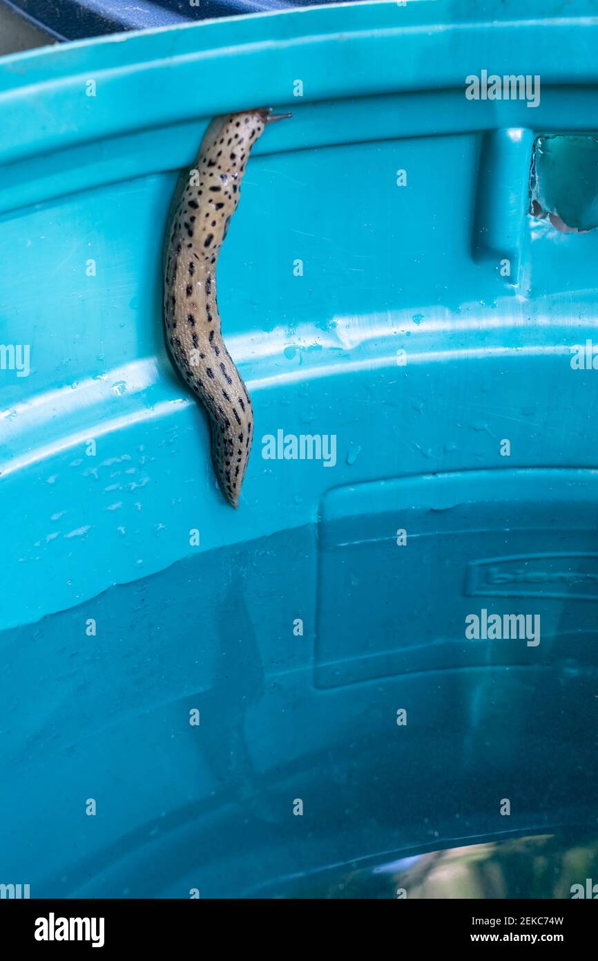 Issaquah, Washington, USA. Leopard Slug (Limax maximus) crawling up the ...