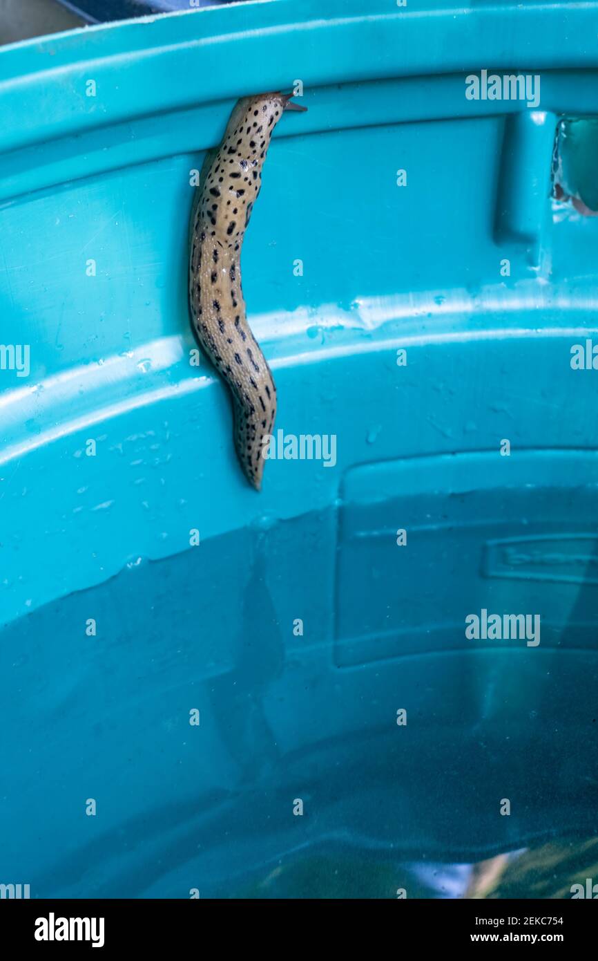 Issaquah, Washington, USA. Leopard Slug (Limax maximus) crawling up the ...