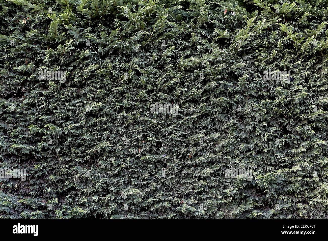 Low contrast faded vegetative texture of hedge Stock Photo - Alamy