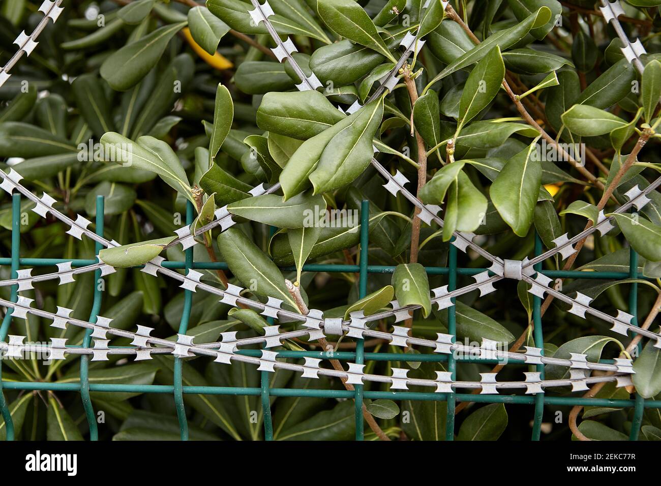 Hedge texture with steel trellis and barbed wire Stock Photo - Alamy
