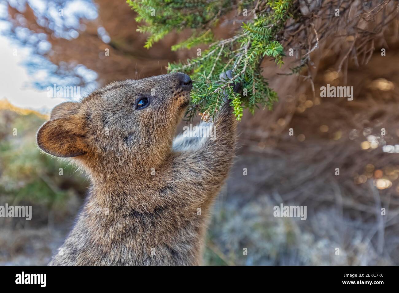 Close up quokka setonix brachyurus holding branch hi-res stock ...