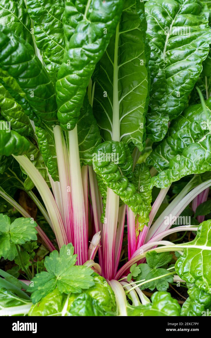 Peppermint swiss chard hi-res stock photography and images - Alamy