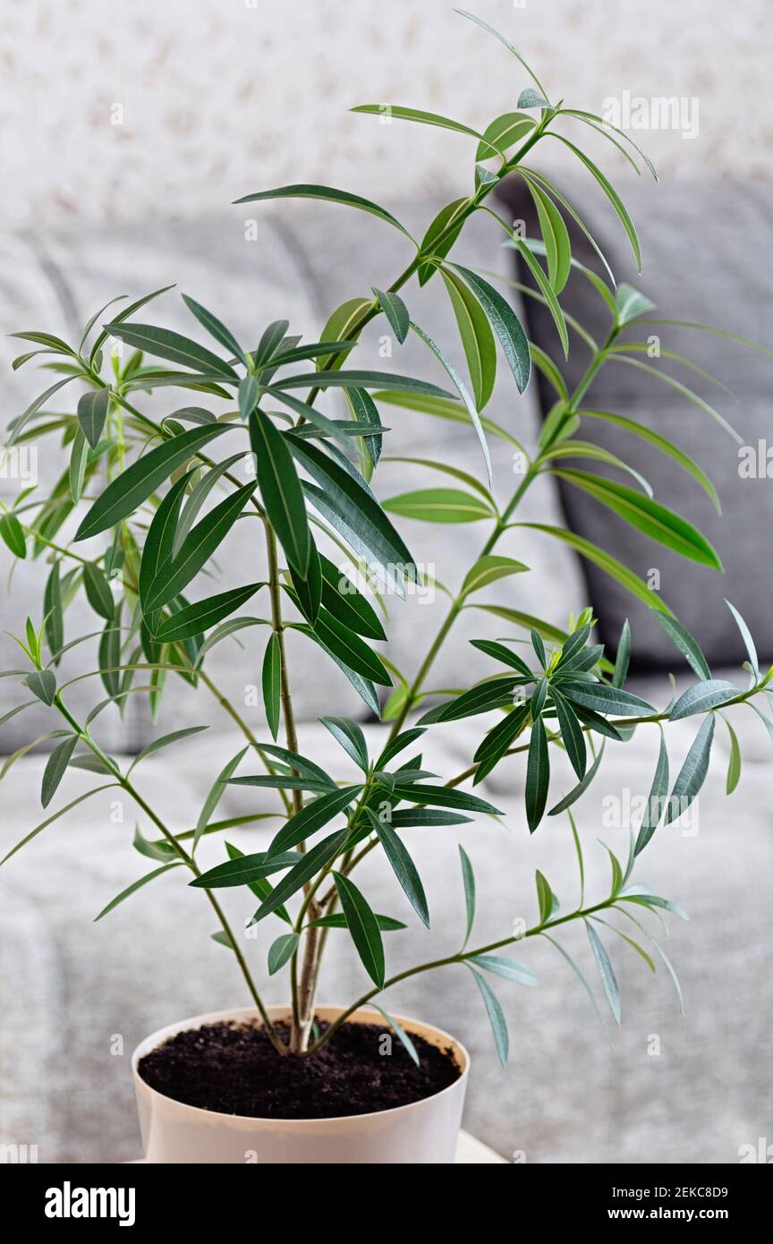 Indoor Tropical Plants Identification