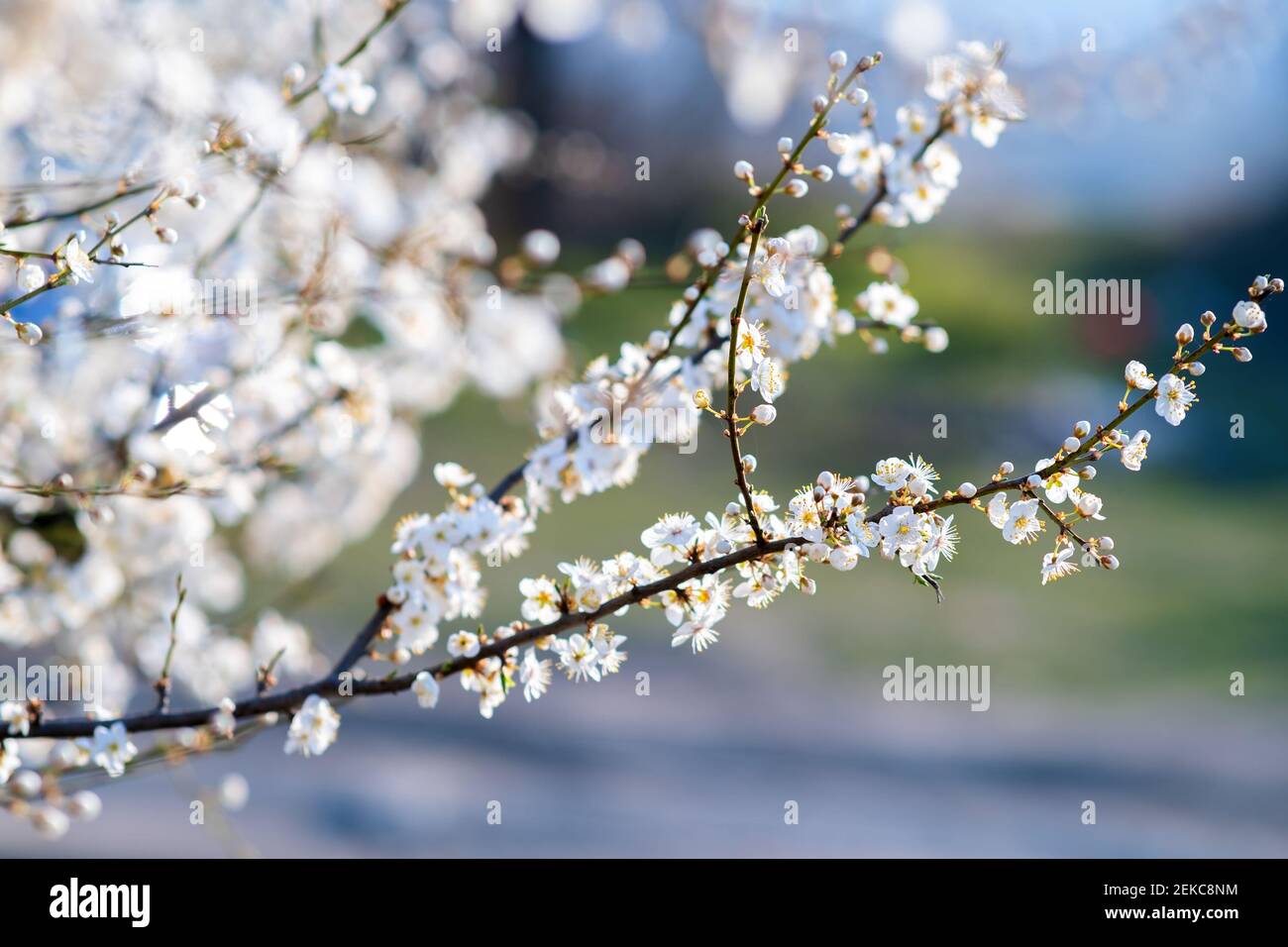 Fruit tree twigs with blooming white and pink petal flowers in spring ...