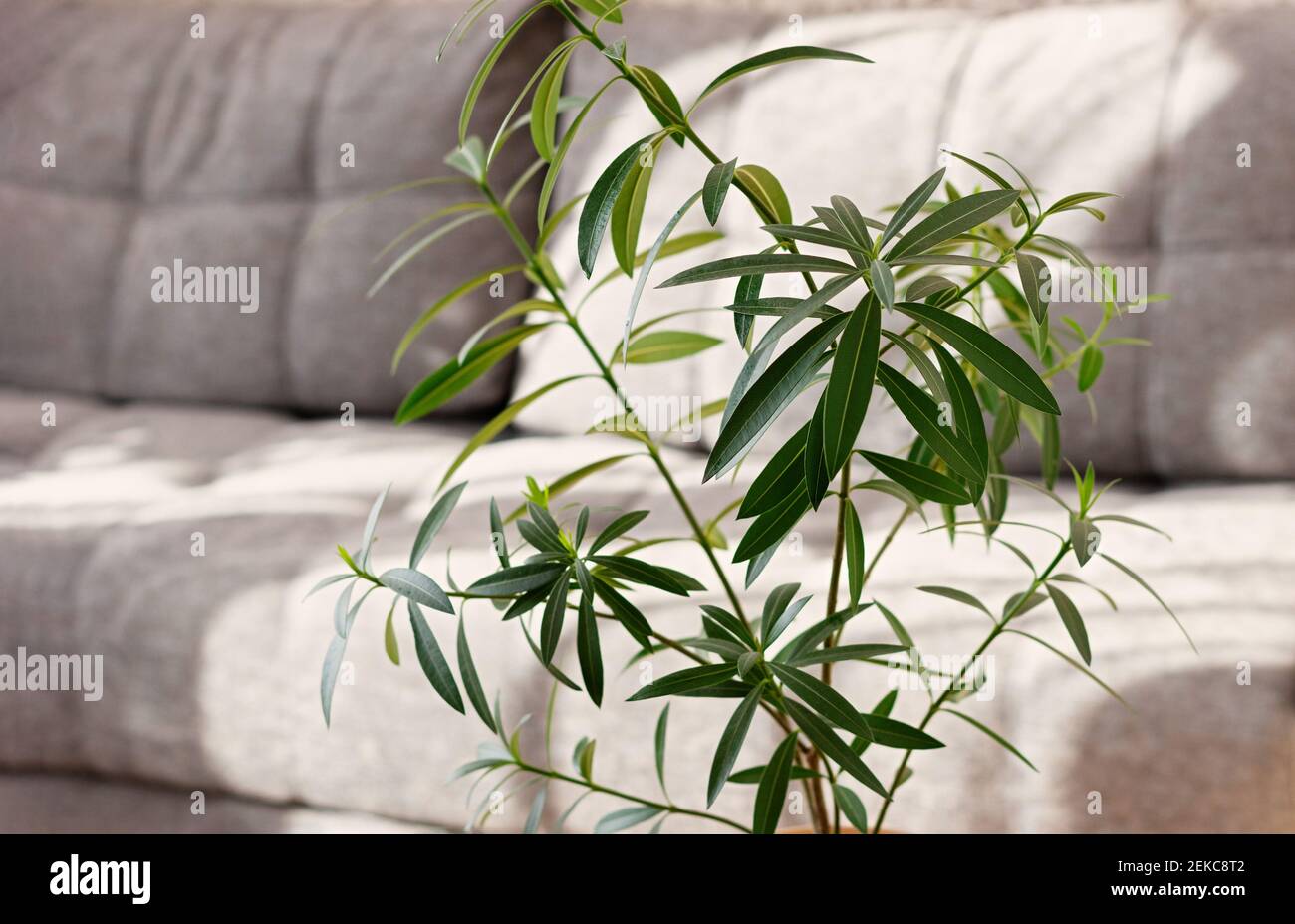 Poisonous Indoor House Plants at Tyson Macgillivray blog