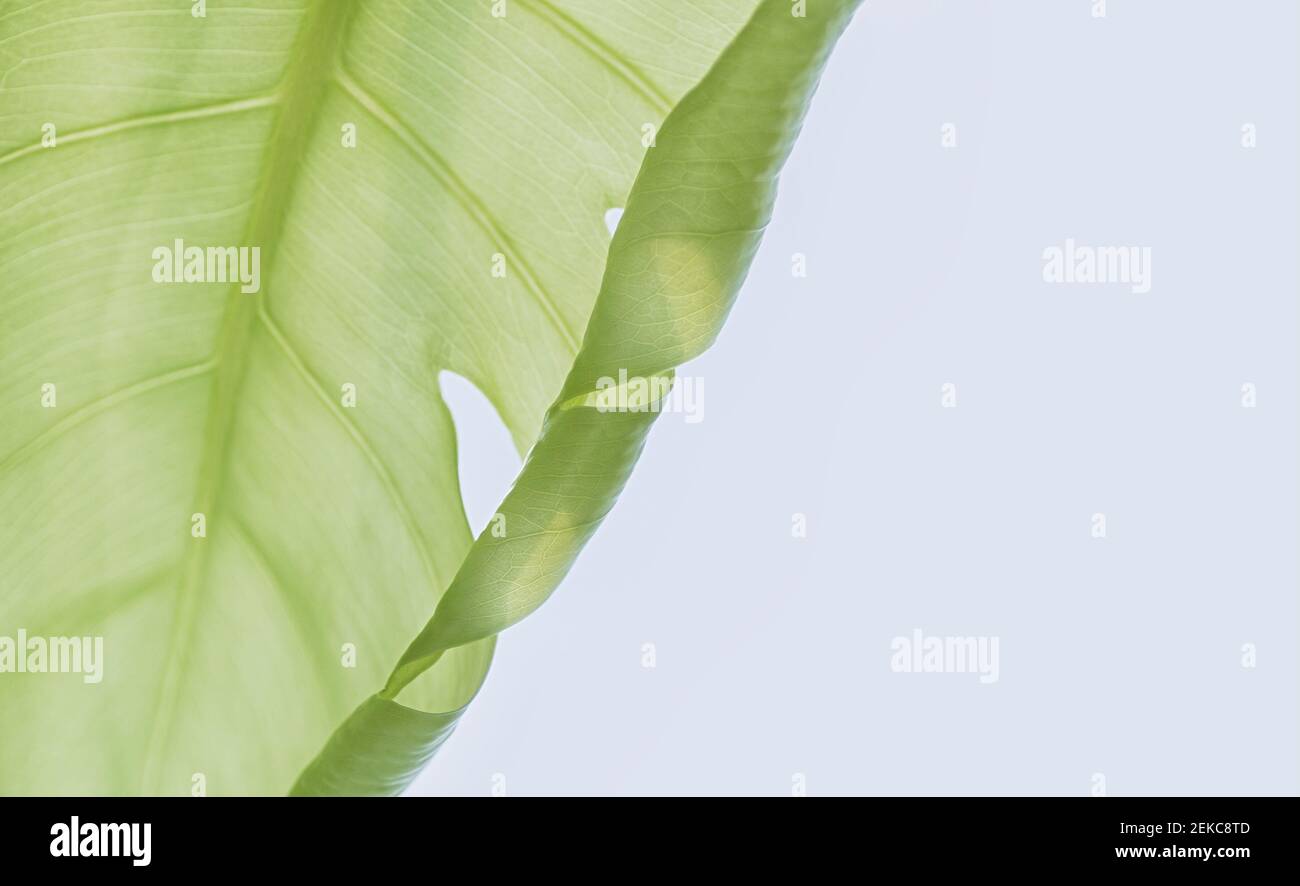 Single leaf of Monstera plant on white background. Close up, isolated ...