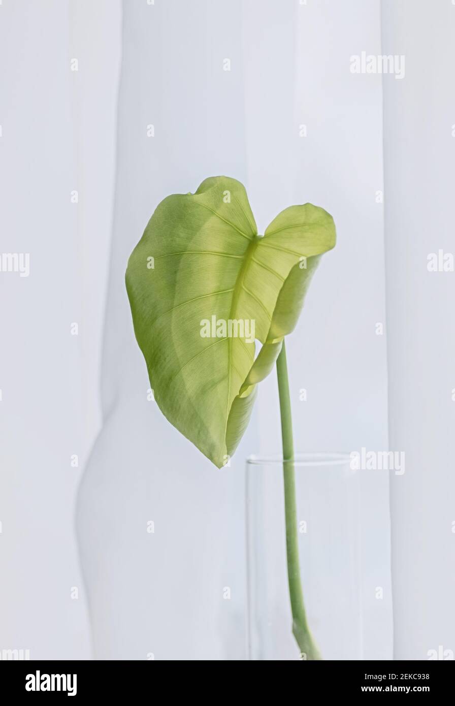 Single leaf of Monstera plant on white background. Close up, copy space ...