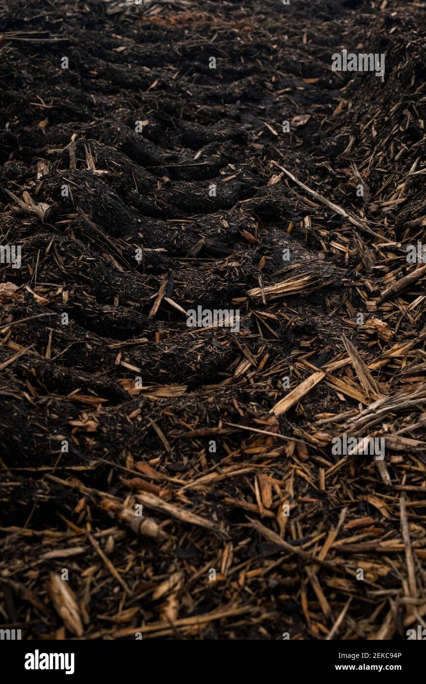 Forest dieback in Germany Stock Photo - Alamy