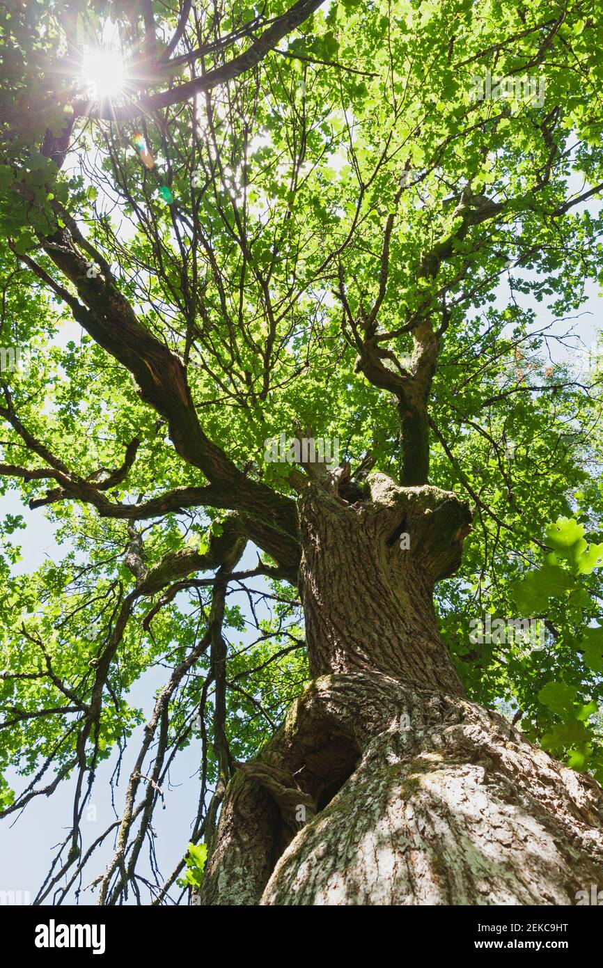 High in an oak tree hi-res stock photography and images - Alamy