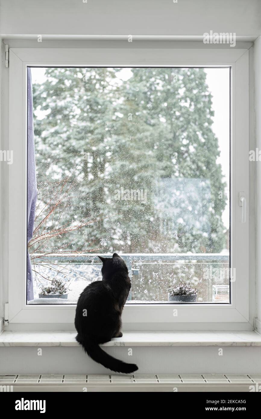 Black cat watching snow falling through window Stock Photo - Alamy